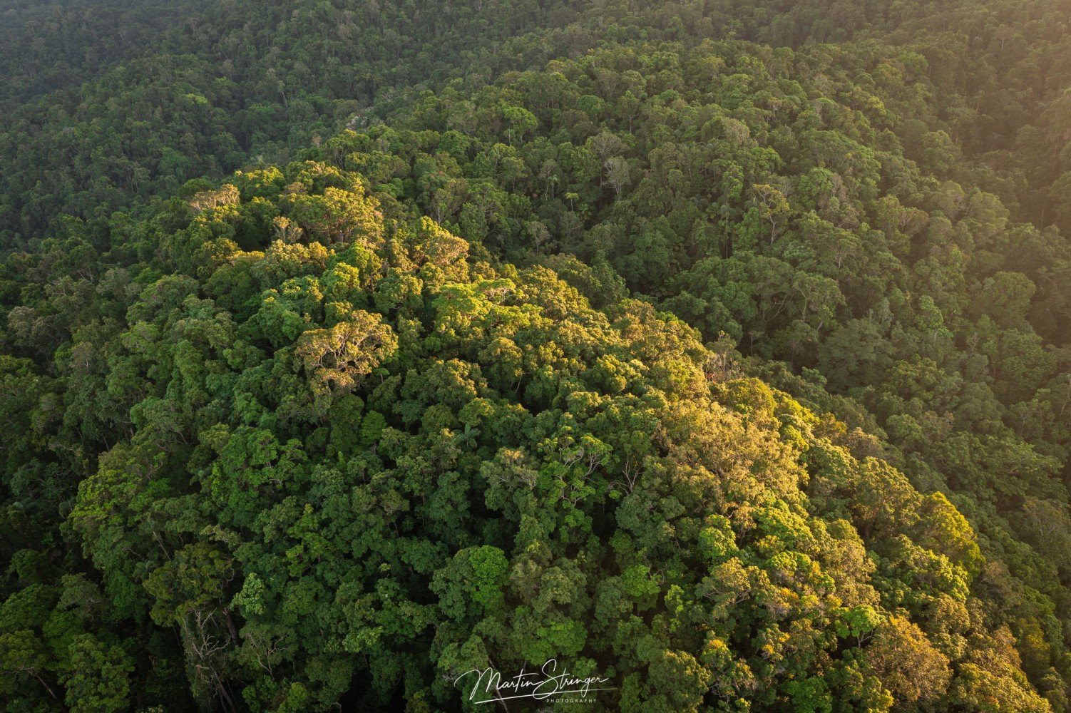 Gold Top - High Quality Custom Prints – Martin Stringer Photography