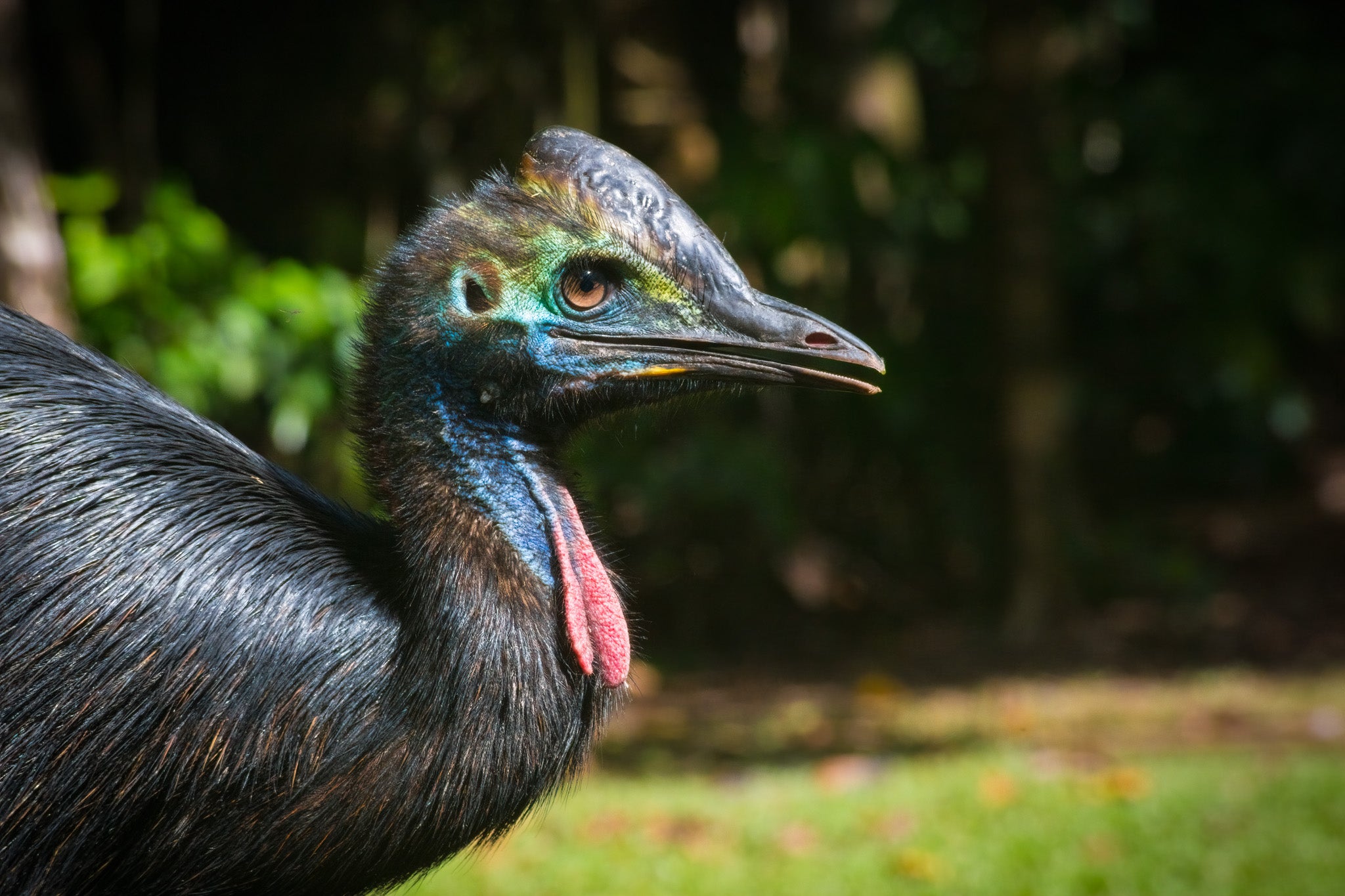 Cassowary Juvenile - High Quality Custom Prints – Martin Stringer ...